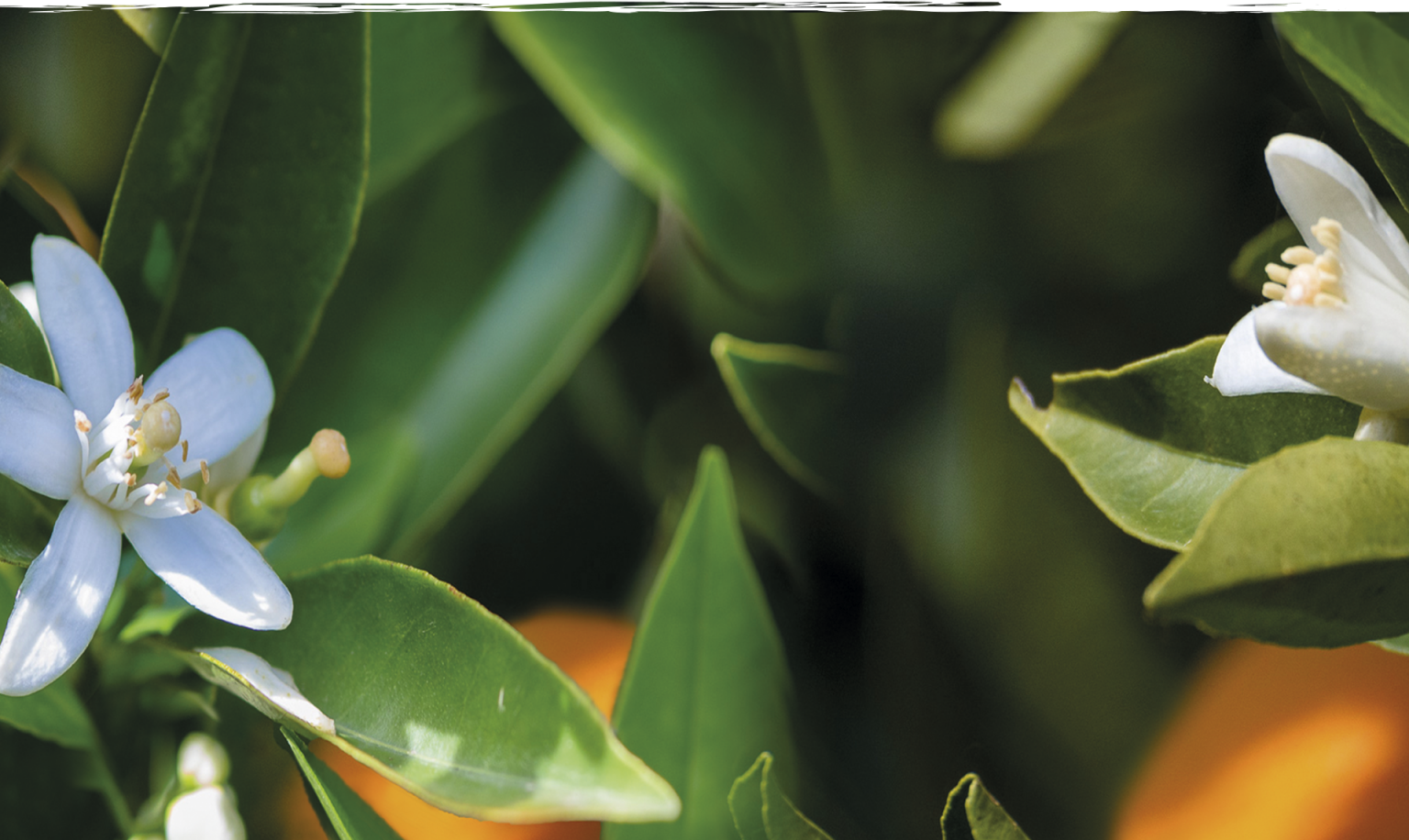 Frutas Bollo – Deliciosa fruta fresca | Melón Sabor del año